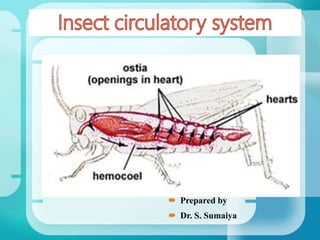 Grasshopper Circulatory System