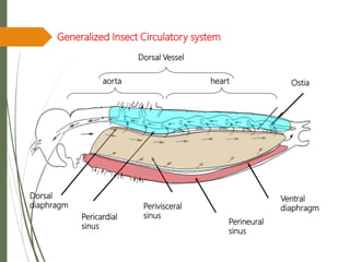 Insect Circulatory System Animation