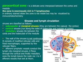 Lecture12 lymphatic system | PPT