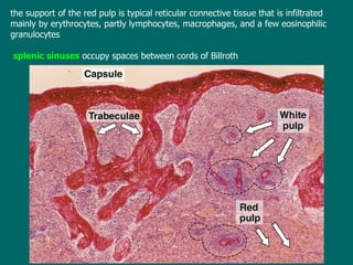Lecture12 lymphatic system | PPT