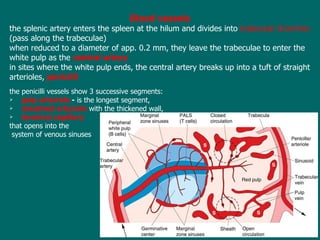 Lecture12 lymphatic system | PPT