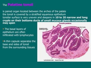Lecture12 lymphatic system | PPT