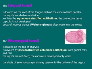 Lecture12 lymphatic system | PPT