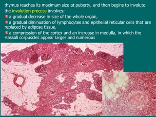 Lecture12 lymphatic system | PPT