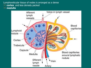 Lecture12 lymphatic system | PPT