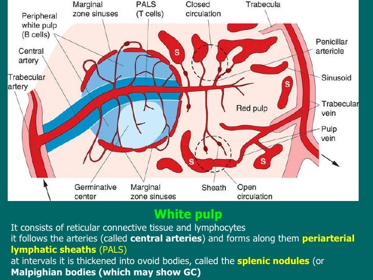 Lecture12 lymphatic system
