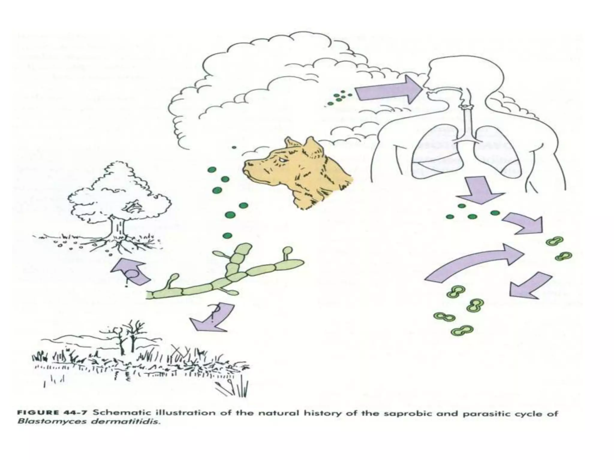 Lecture 12- Medical Mycology- Blastomycosis.ppt