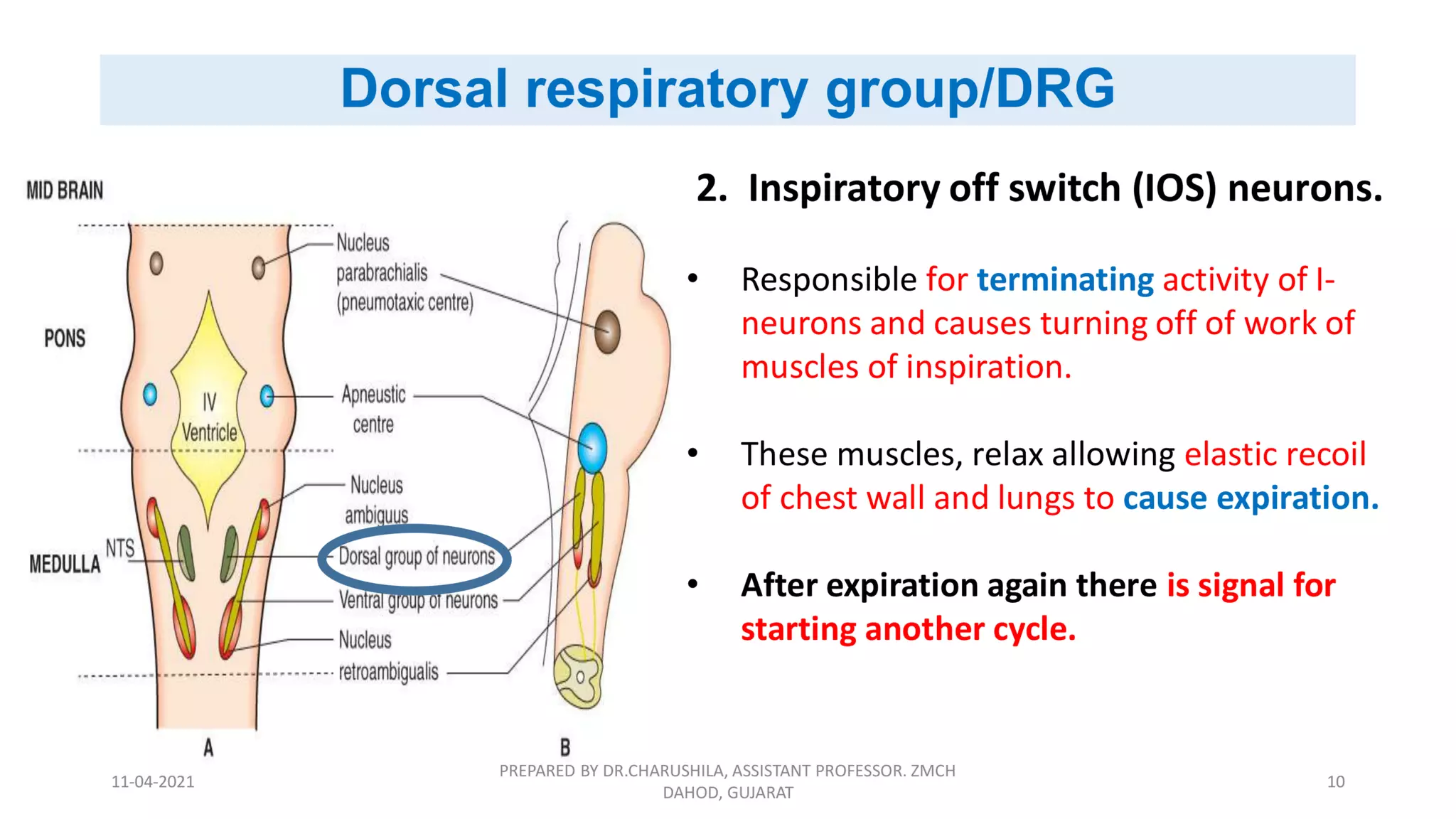 Neural regulation of respiration | PDF