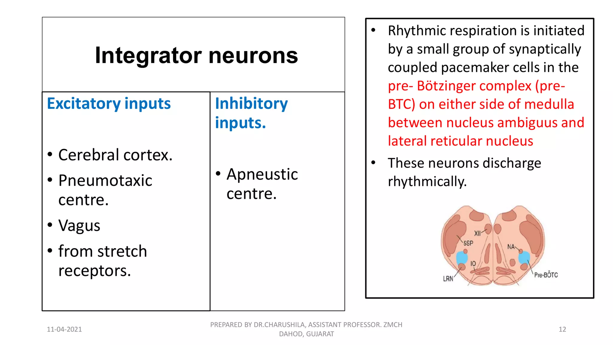 Neural regulation of respiration | PDF