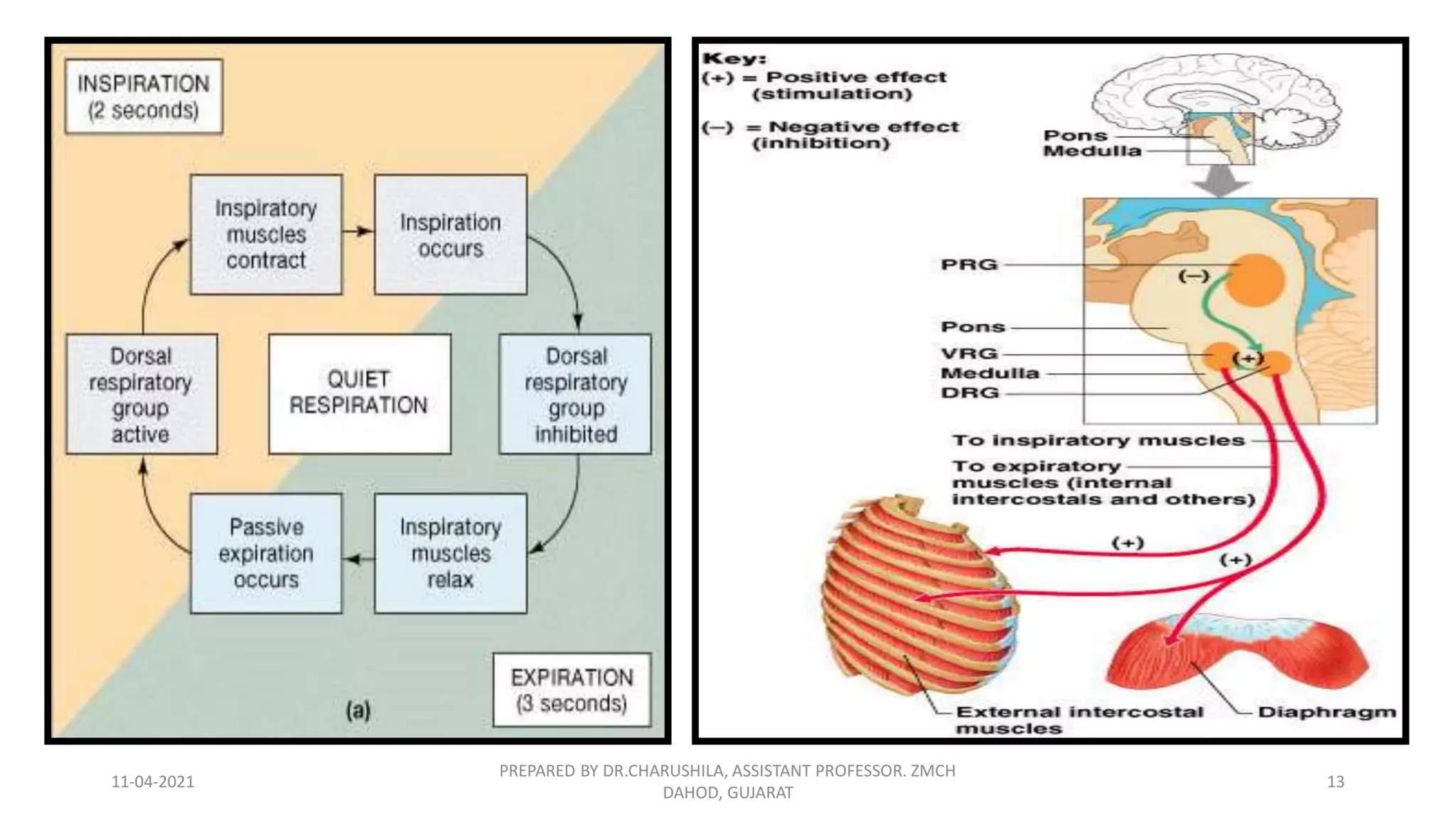 Neural regulation of respiration | PDF