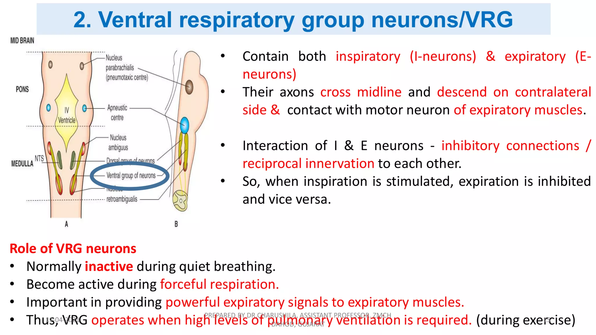 Neural regulation of respiration | PDF