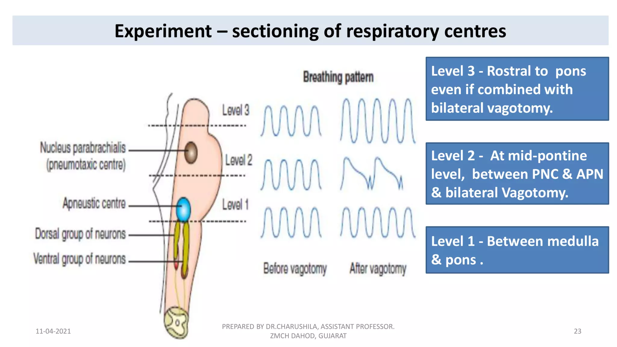 Neural regulation of respiration | PDF