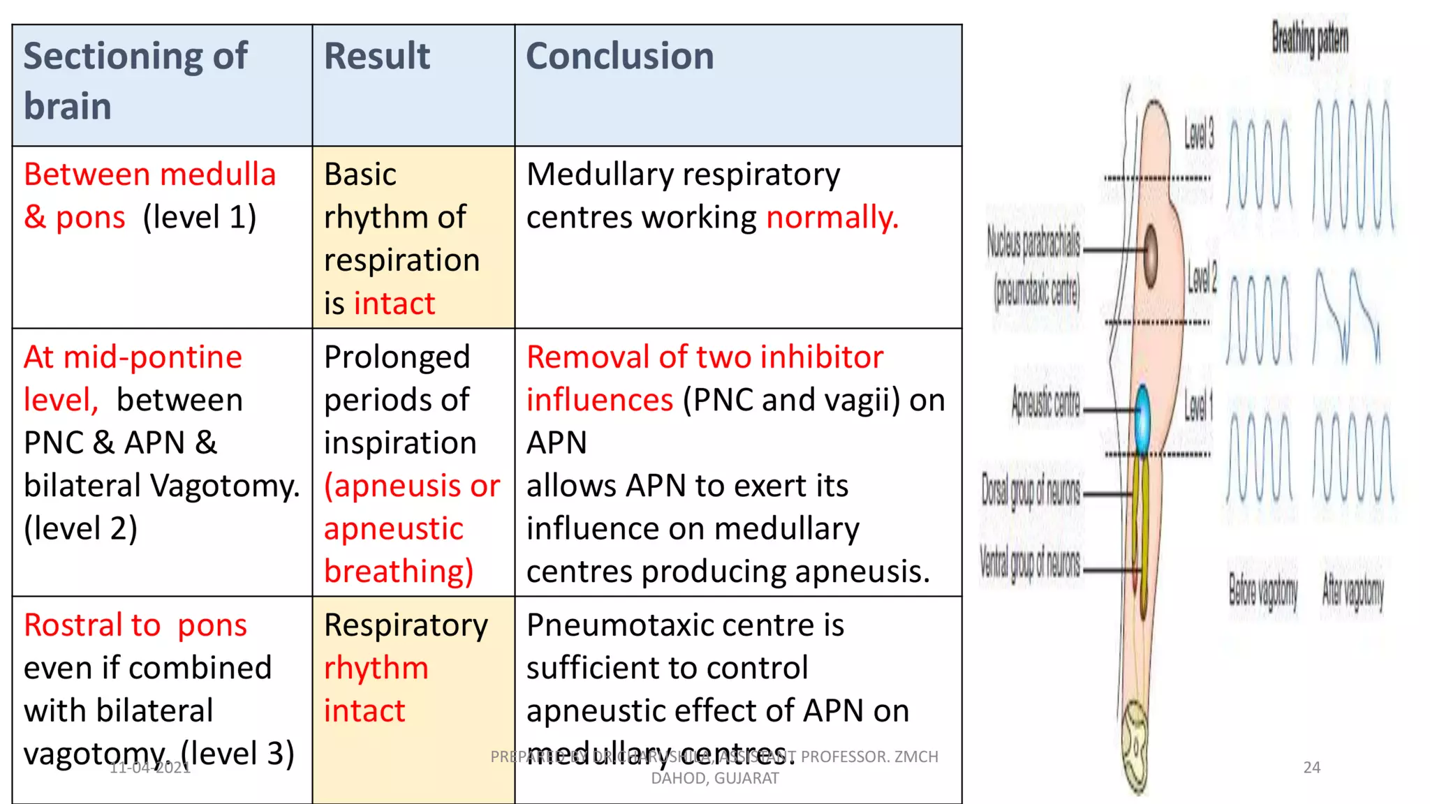 Neural regulation of respiration | PDF