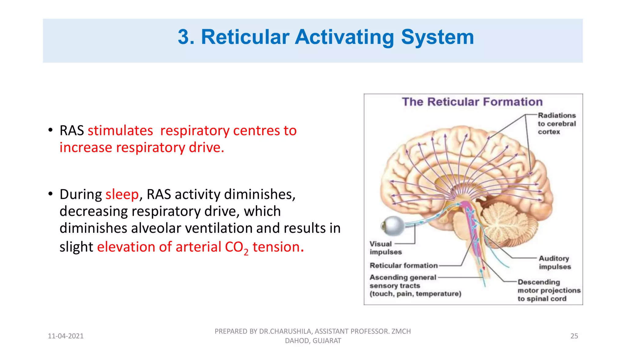 Neural regulation of respiration | PDF