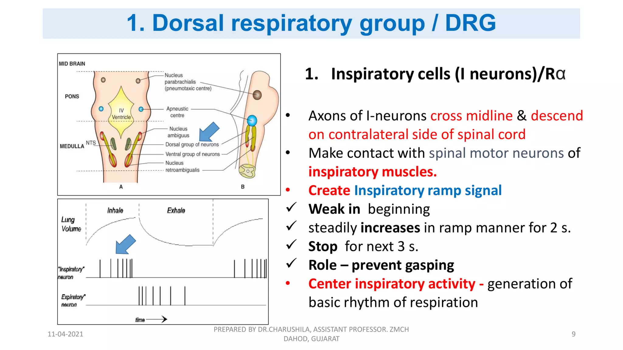 Neural regulation of respiration | PDF