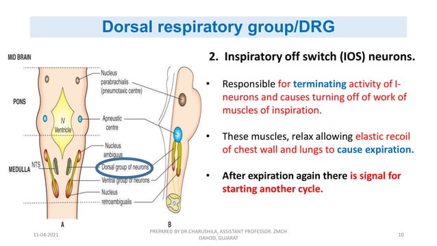 Neural regulation of respiration | PDF