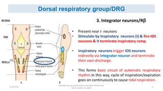 Neural regulation of respiration | PDF