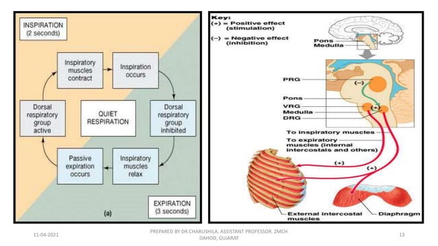Neural regulation of respiration | PDF