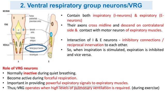 Neural regulation of respiration | PDF