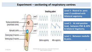Neural regulation of respiration | PDF