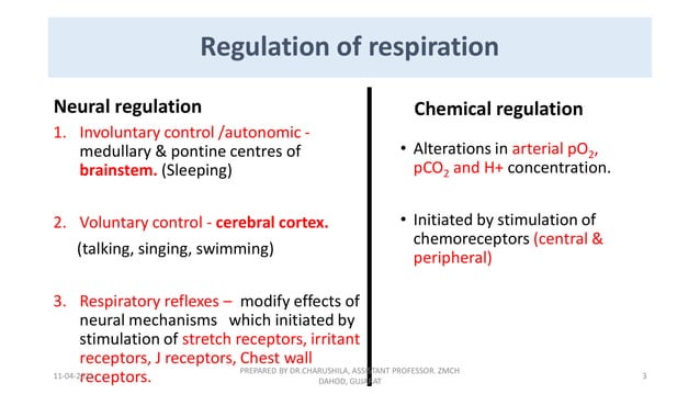 Neural regulation of respiration | PDF