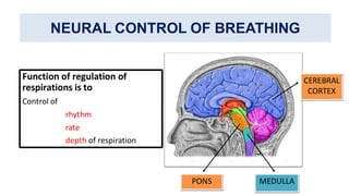 Neural regulation of respiration | PDF
