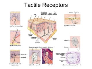 Lecture12 2 13 | PPT
