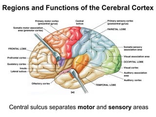 Lecture12 2 13 | PPT