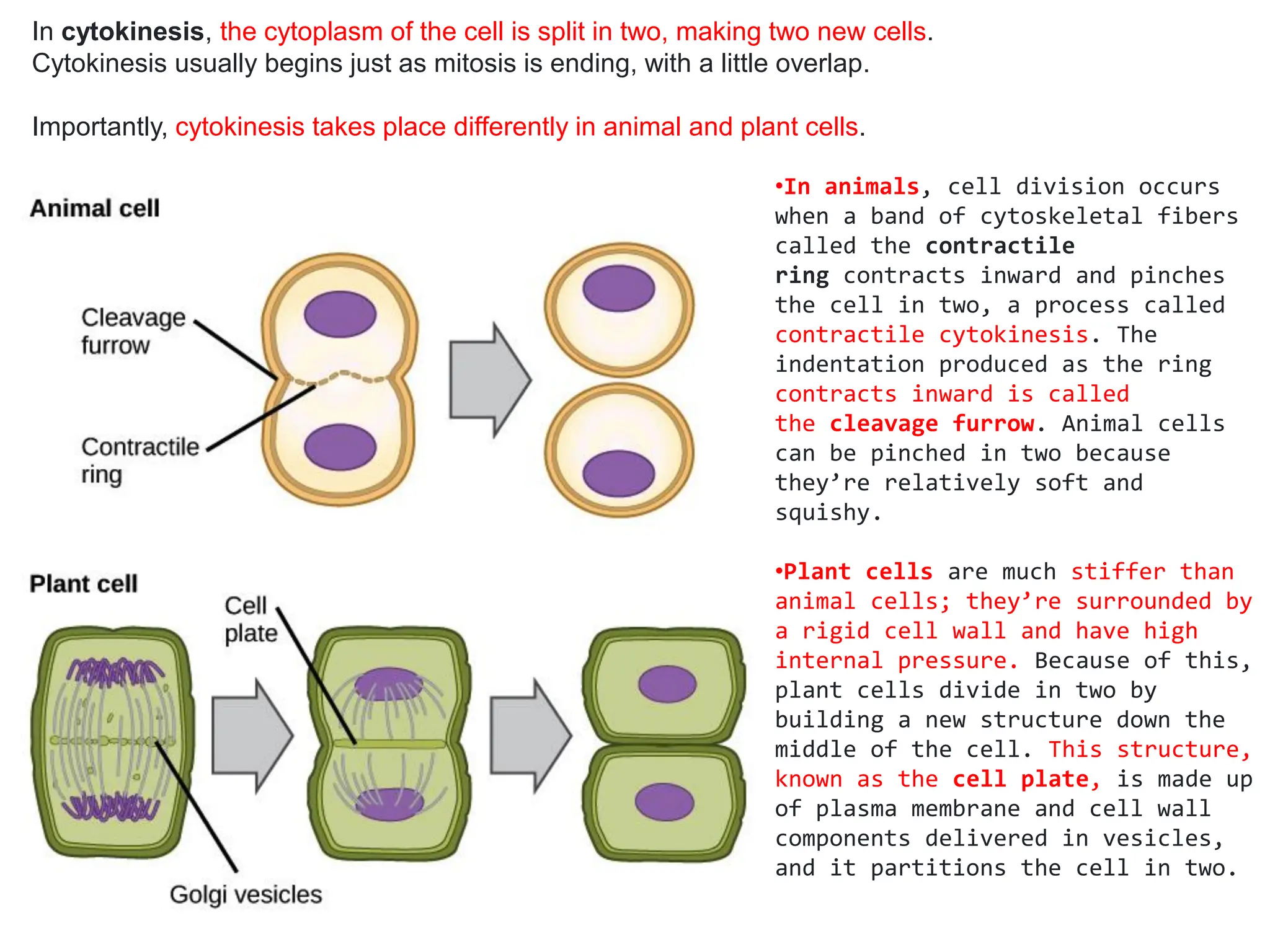 Lecture on stages of Mitosis-cell di.pdf