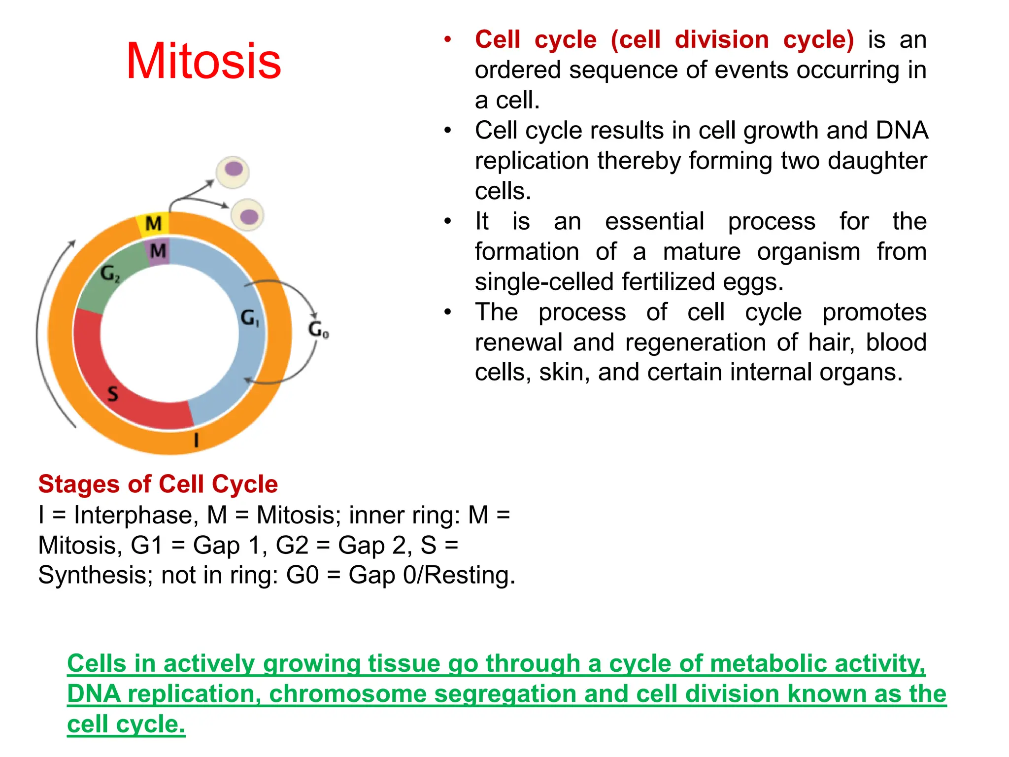 Lecture on stages of Mitosis-cell di.pdf