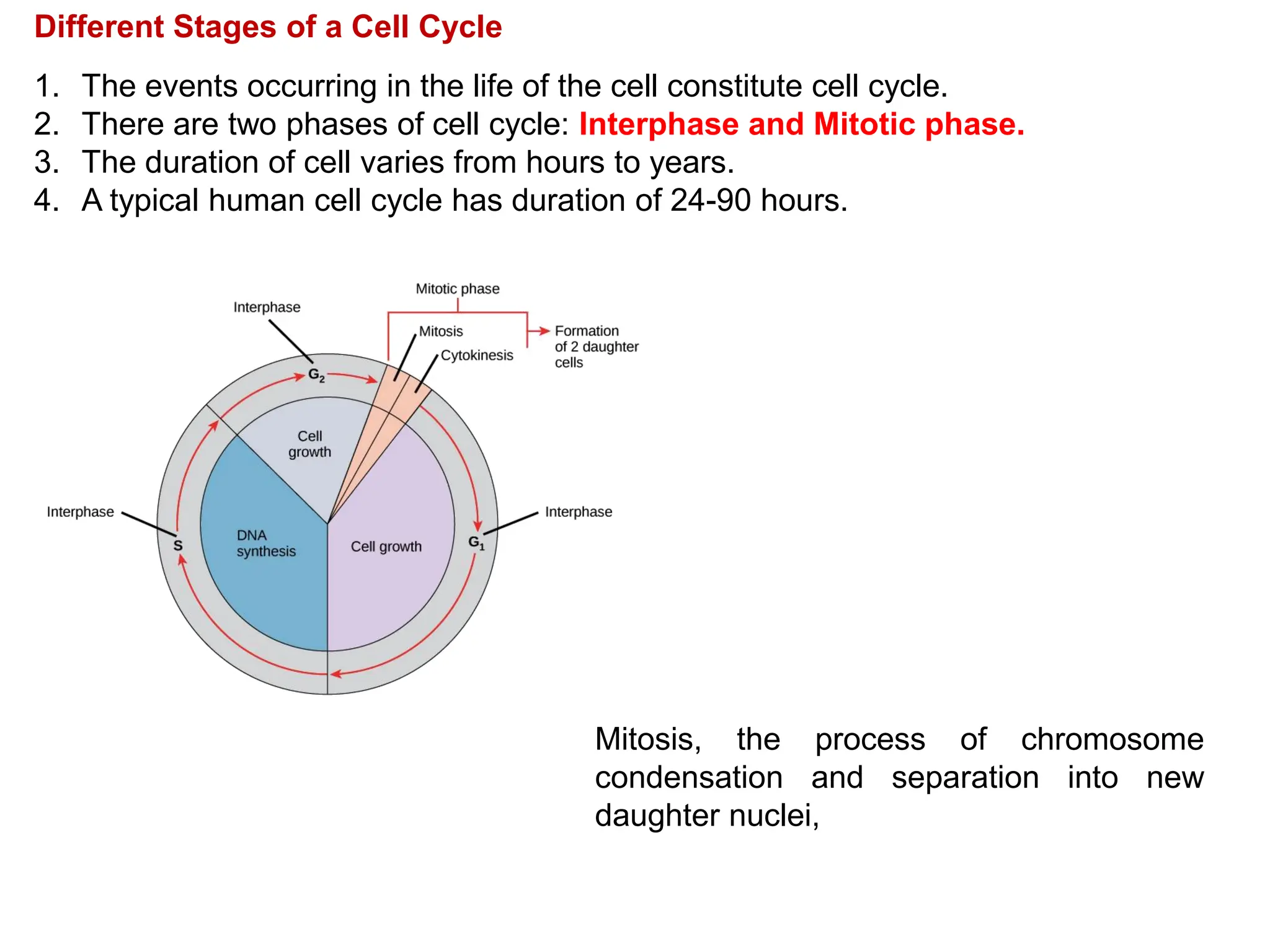 Lecture on stages of Mitosis-cell di.pdf
