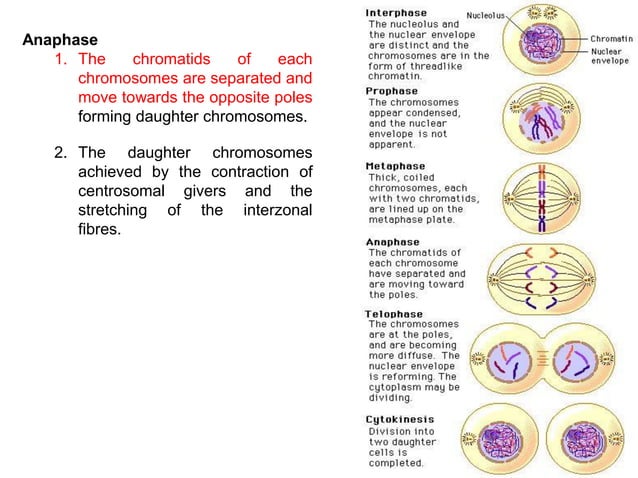 Lecture on stages of Mitosis-cell di.pdf