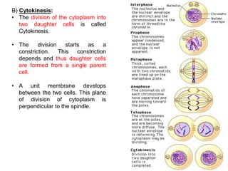 Lecture on stages of Mitosis-cell di.pdf