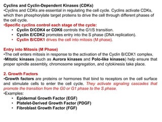 Lecture on stages of Mitosis-cell di.pdf