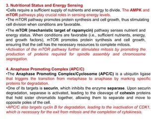 Lecture on stages of Mitosis-cell di.pdf