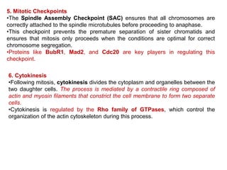 Lecture on stages of Mitosis-cell di.pdf
