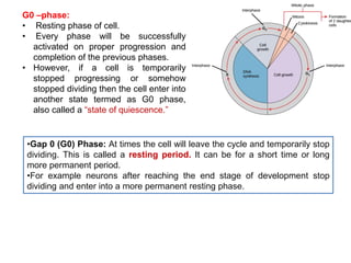 Lecture on stages of Mitosis-cell di.pdf