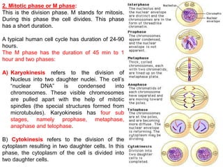 Lecture on stages of Mitosis-cell di.pdf