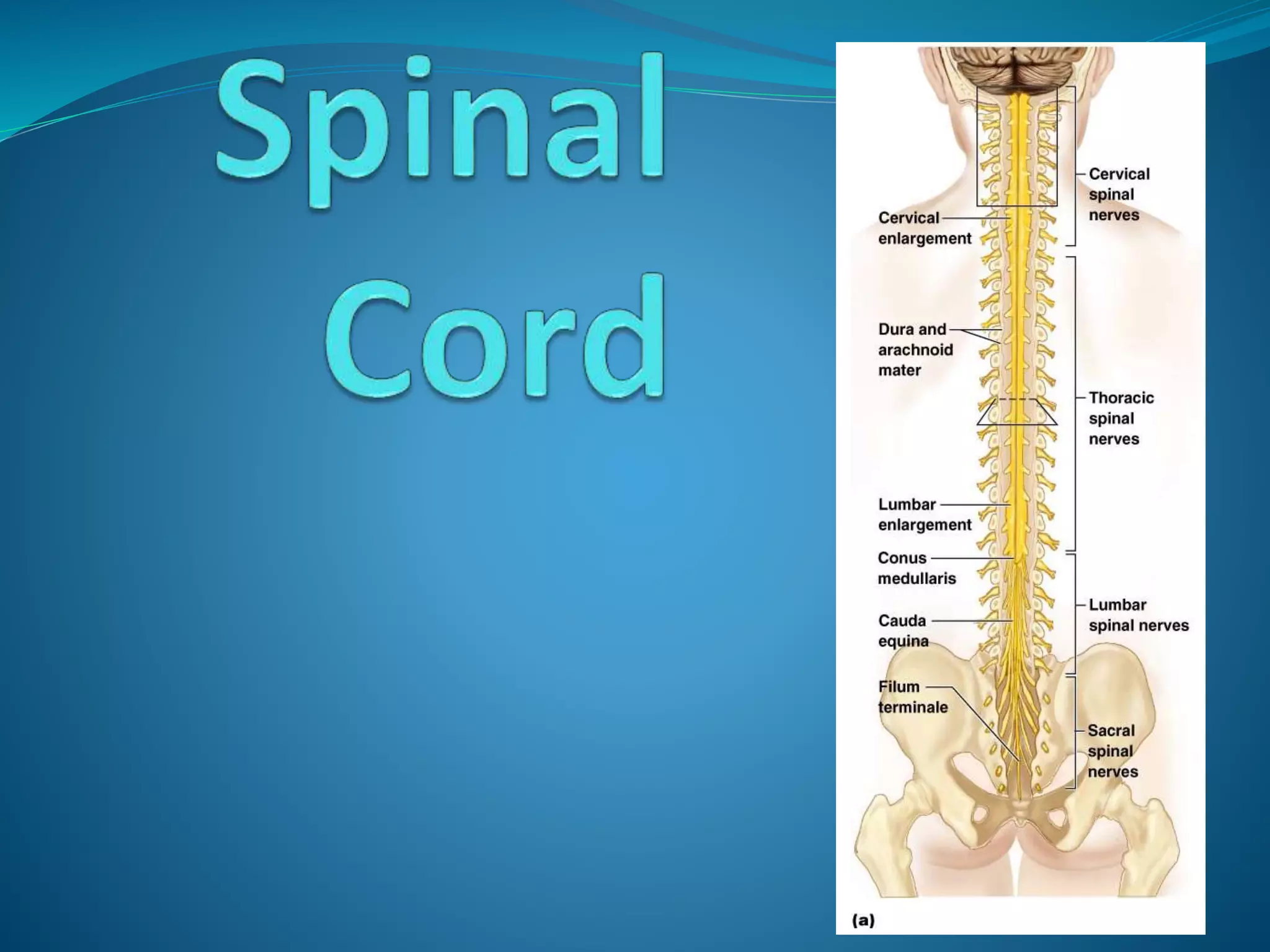 Spinal cord Anatomy | PPTX