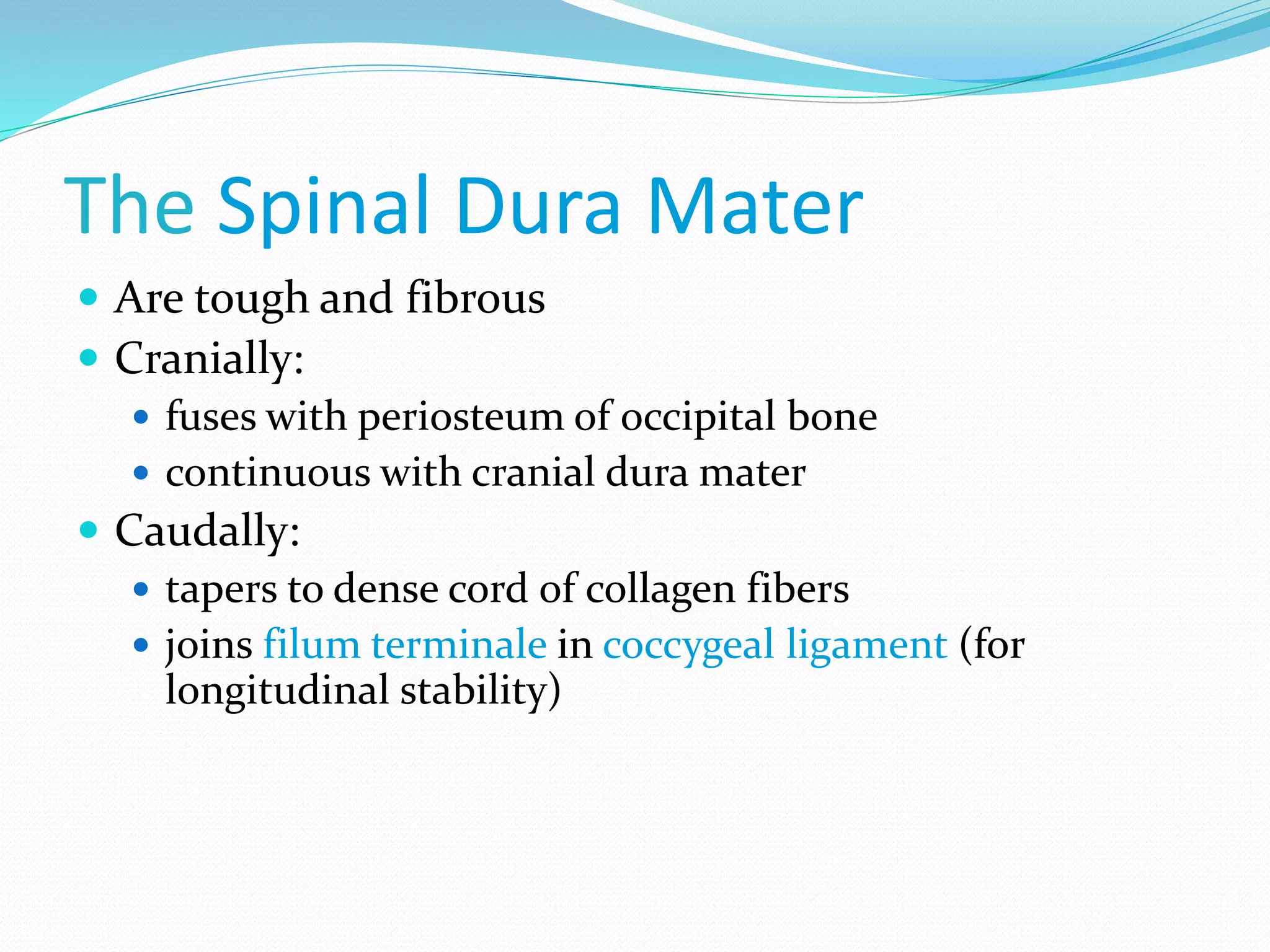 Spinal cord Anatomy | PPTX
