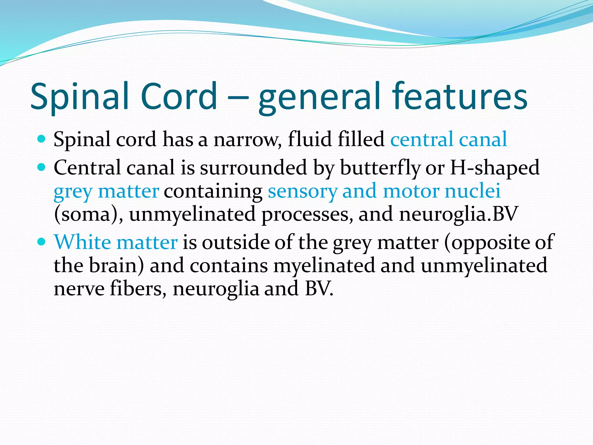 Spinal cord Anatomy | PPTX