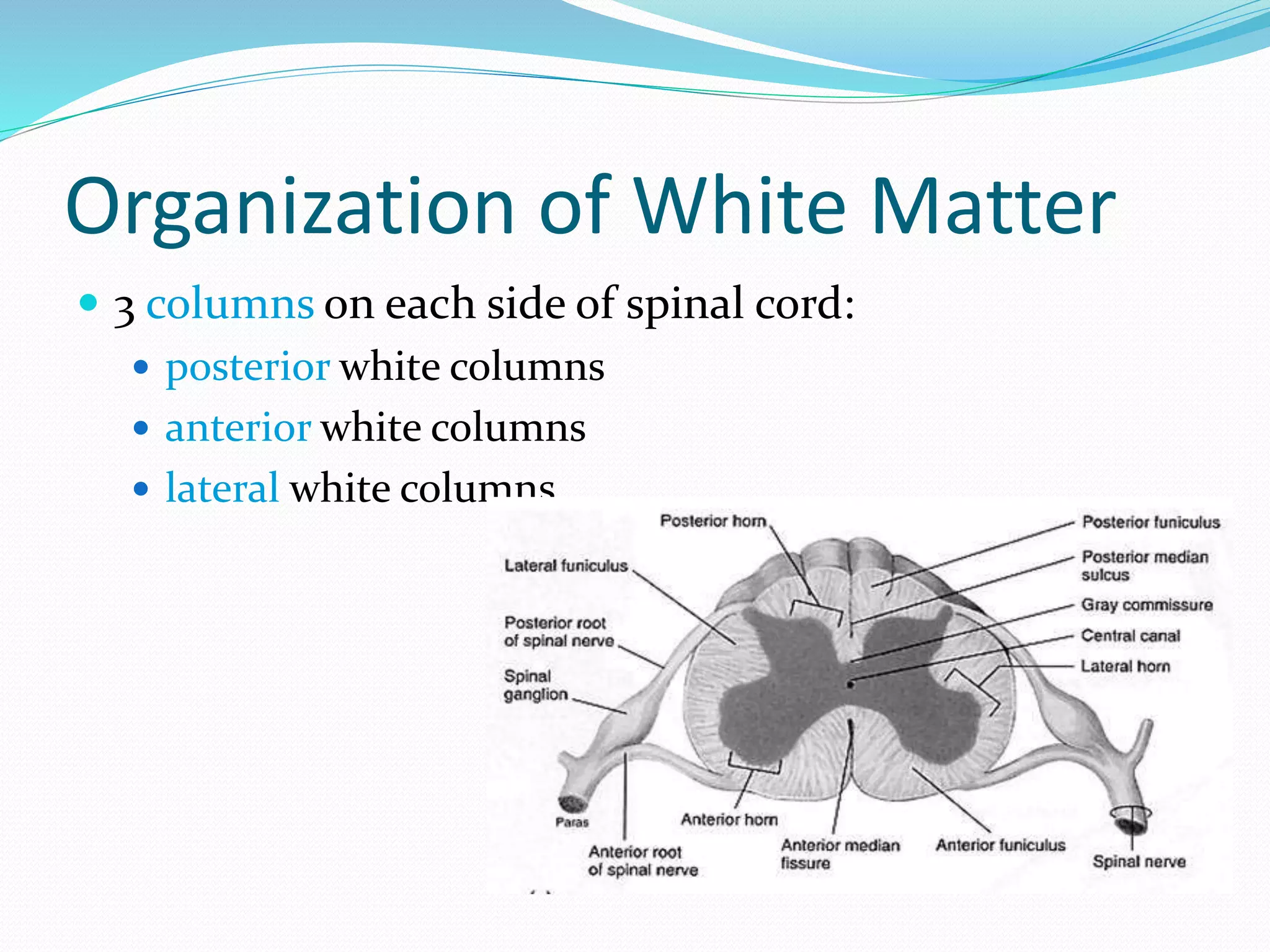 Spinal cord Anatomy | PPTX