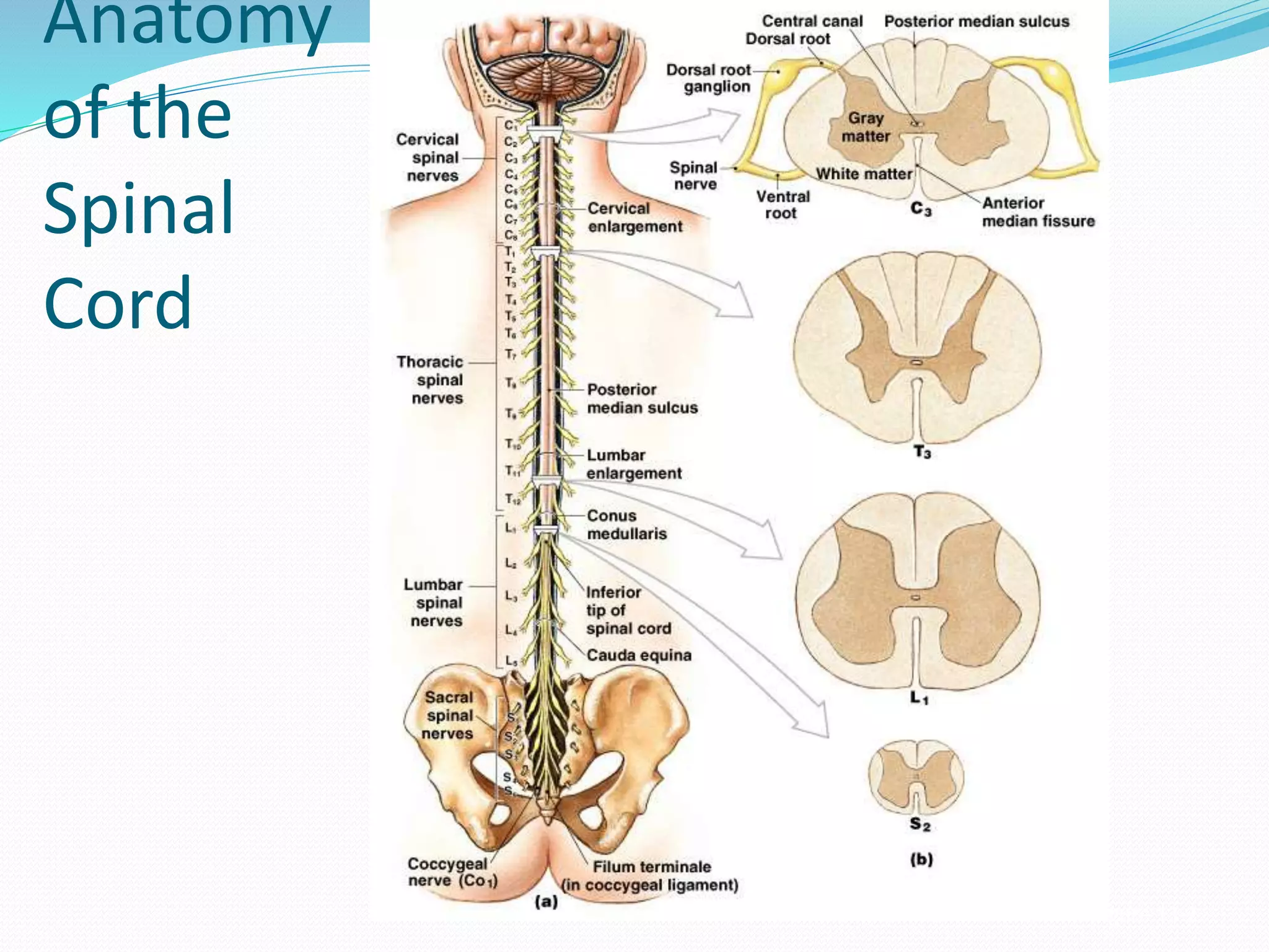 Spinal cord Anatomy | PPTX