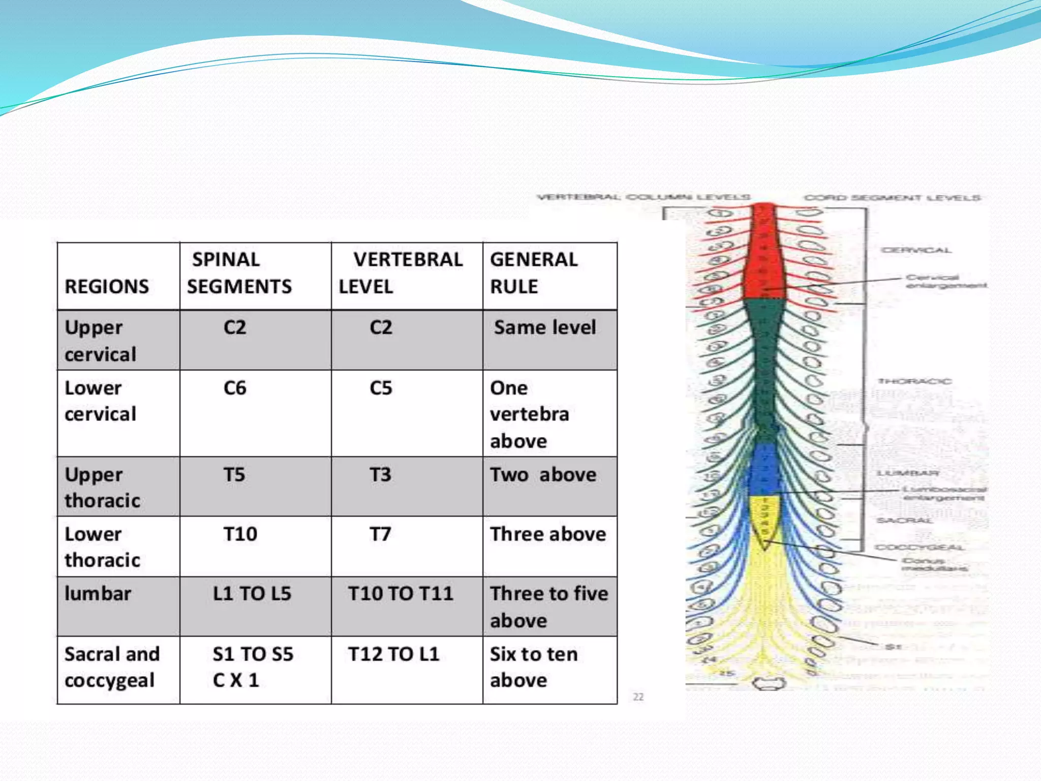 Spinal cord Anatomy | PPTX