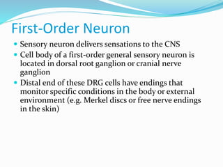 Spinal cord Anatomy | PPTX