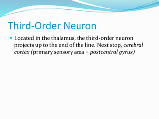 Spinal cord Anatomy | PPTX