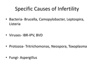 Lecture 12 Bovine infectious infertility | PDF