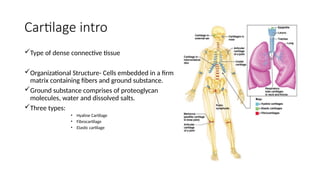 LECTURE 12_ DEVELOPMENT OF CARTILAGE AND BONE_DISORDERS OF GROWTH.pptx