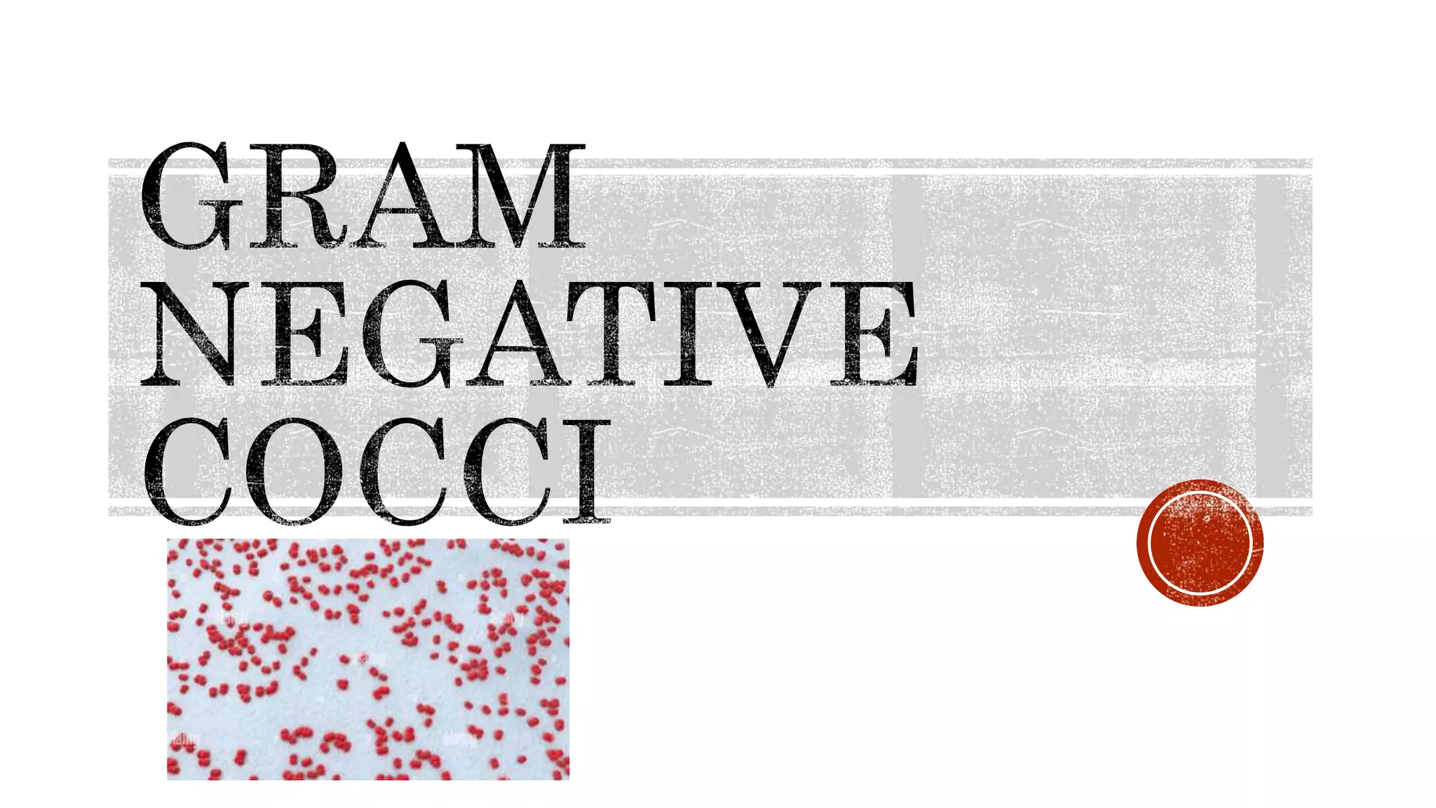 Lecture 12 (G+ & G- cocci ;STAPH& NEISSERIA).pptx