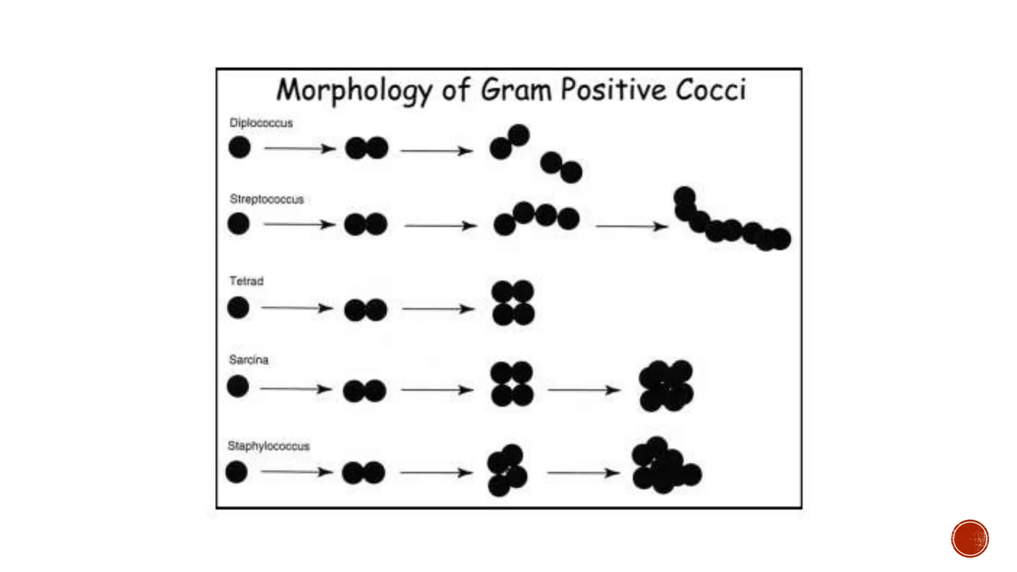 Lecture 12 (G+ & G- cocci ;STAPH& NEISSERIA).pptx